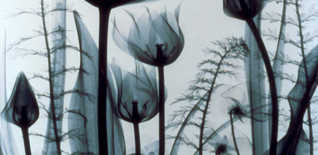 X-Ray Photographic Art - Seeing Humans, Nature, Objects Beneath The ...